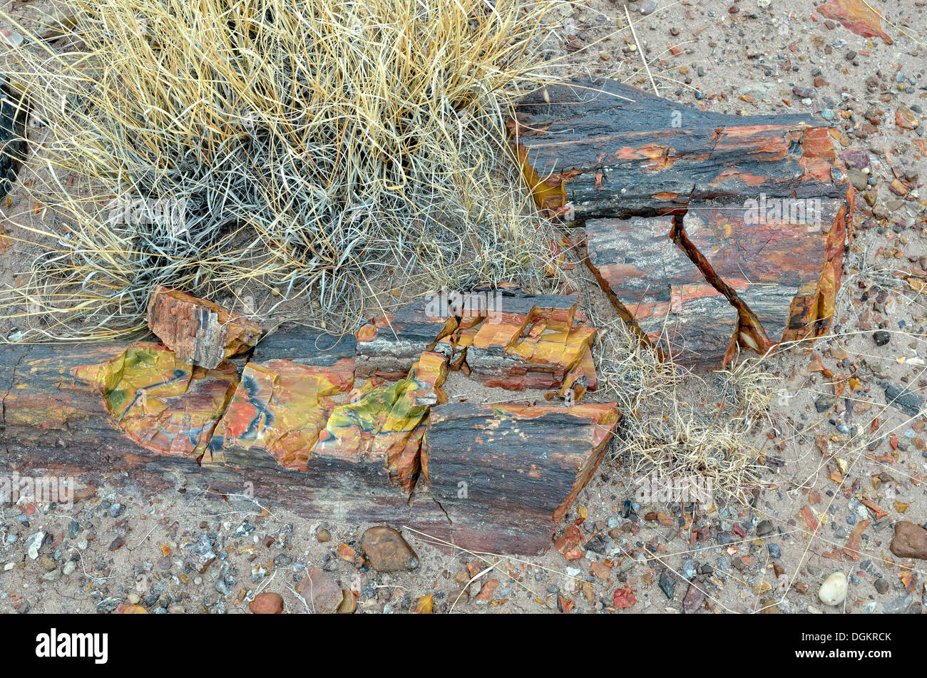 Fossil tree trunk hi-res stock photography and images - Alamy