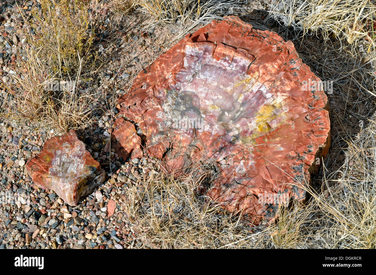 Fossil tree trunk hi-res stock photography and images - Alamy