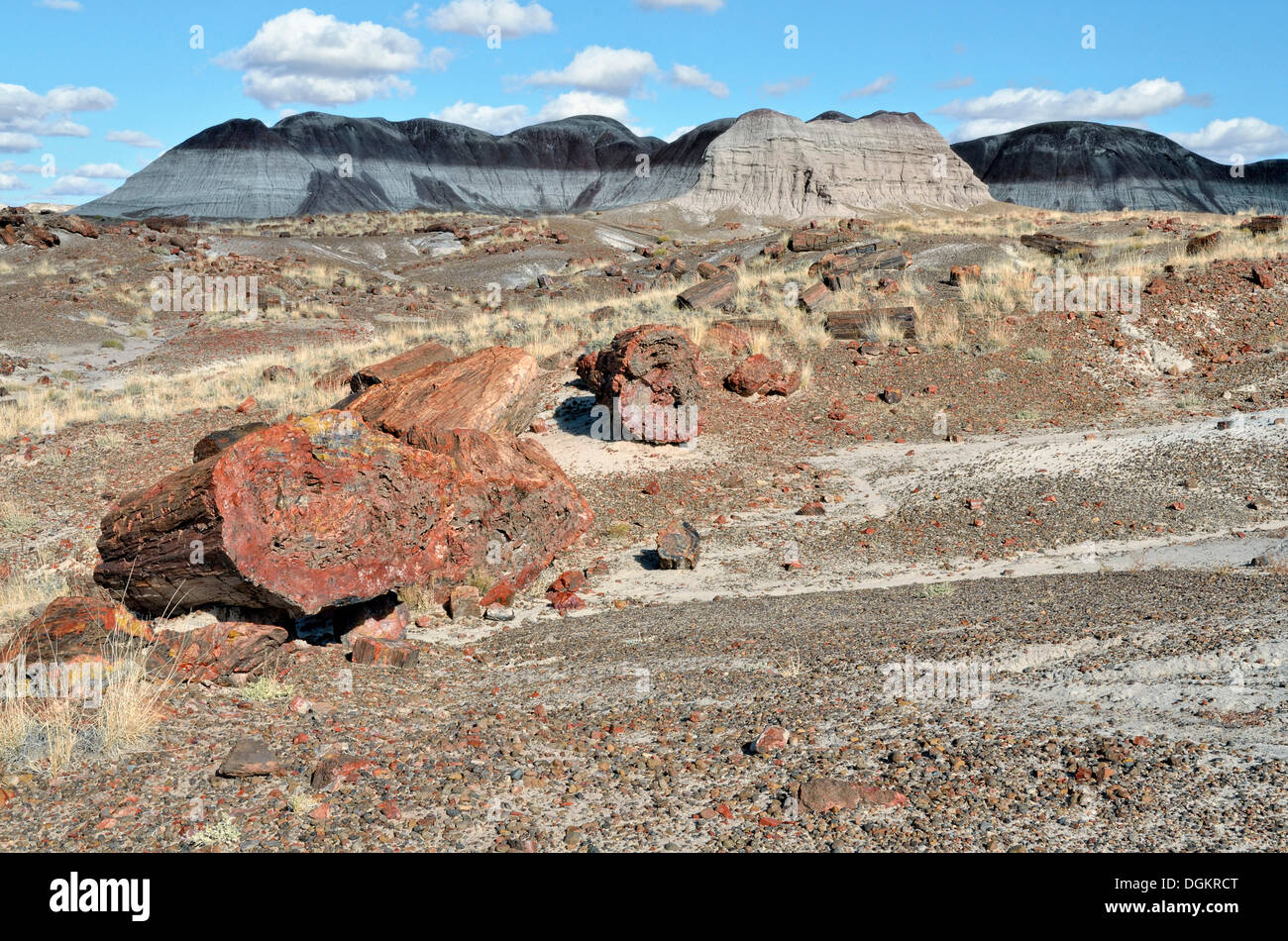 Fragments of silicified tree trunks, Crystal Forest, Petrified Forest ...