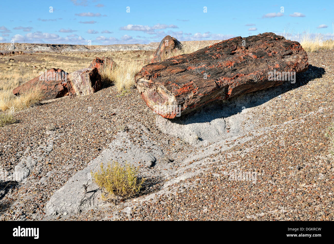 Fragments of silicified tree trunks, Crystal Forest, Petrified Forest ...