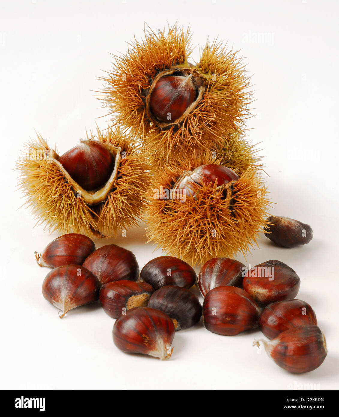 Chestnuts (Castanea sativa Stock Photo - Alamy