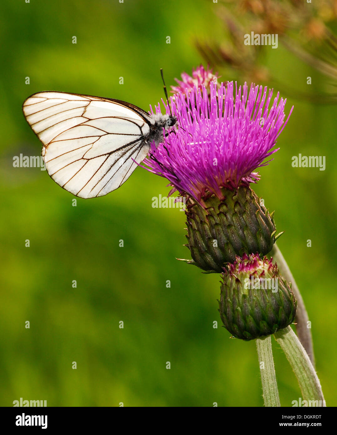 Black and white thistle shot hi-res stock photography and images - Alamy