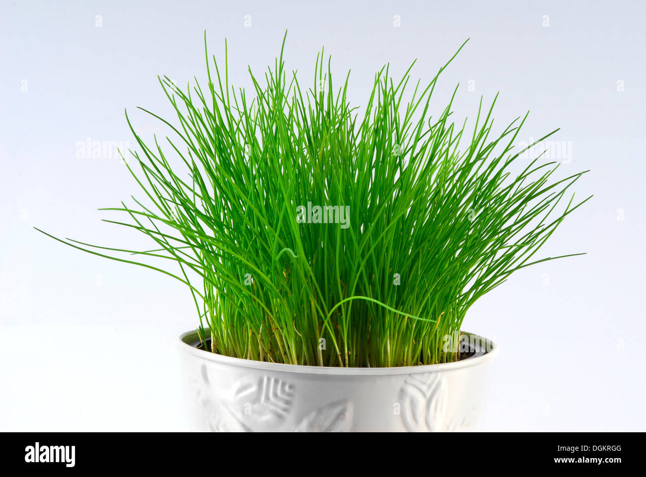 Allium schoenoprasum pots hi-res stock photography and images - Alamy
