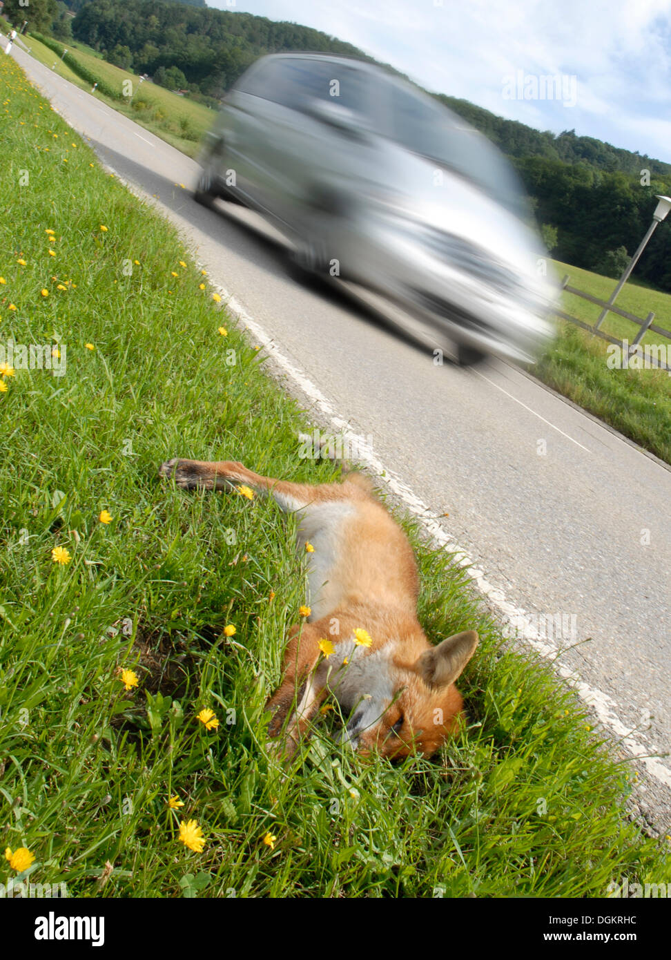 Wildlife accident, run over fox, roadkill Stock Photo - Alamy
