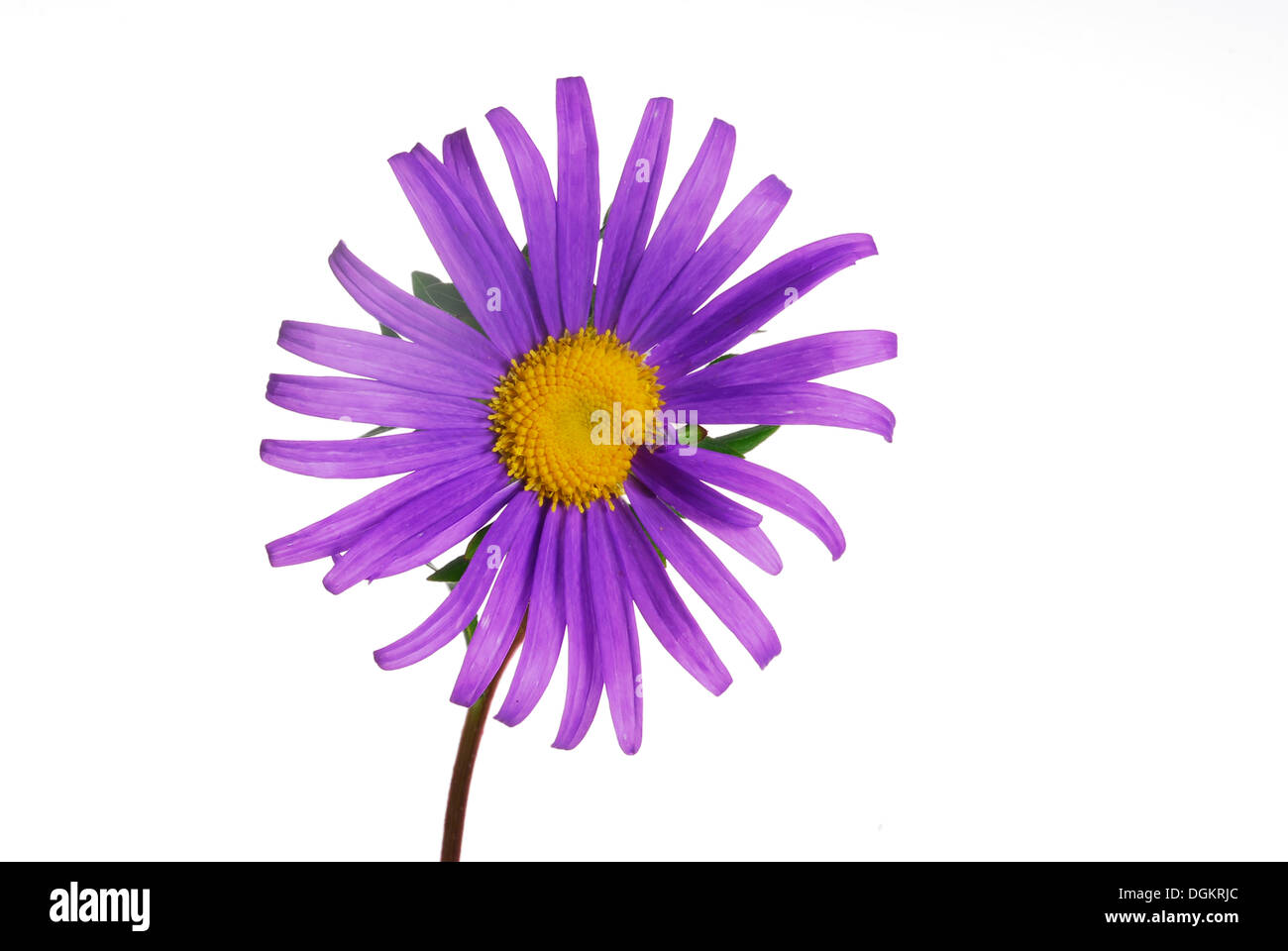 Ox eye daisy flower Cut Out Stock Images & Pictures - Alamy