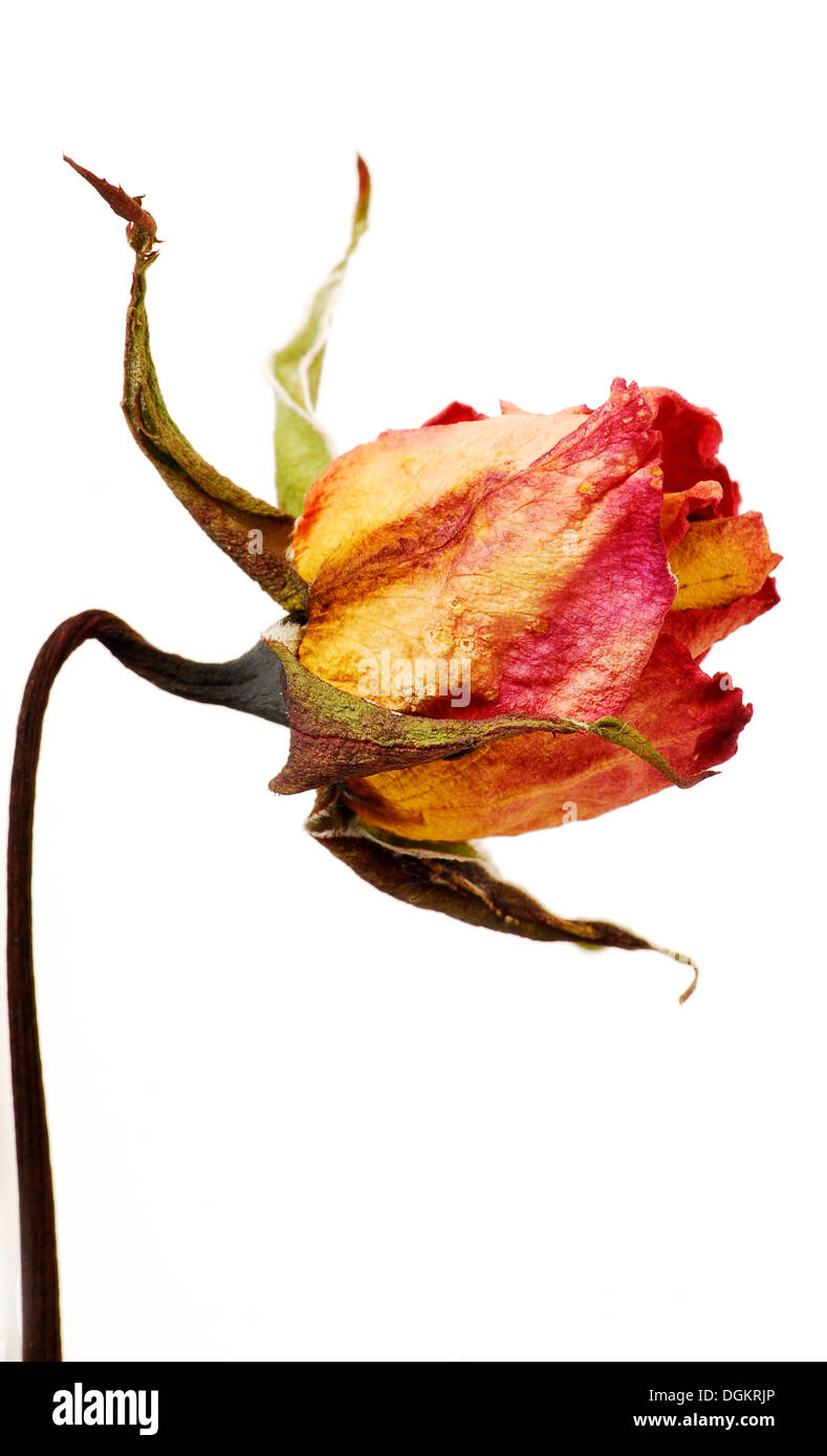 Withered cut flowers hi-res stock photography and images - Alamy