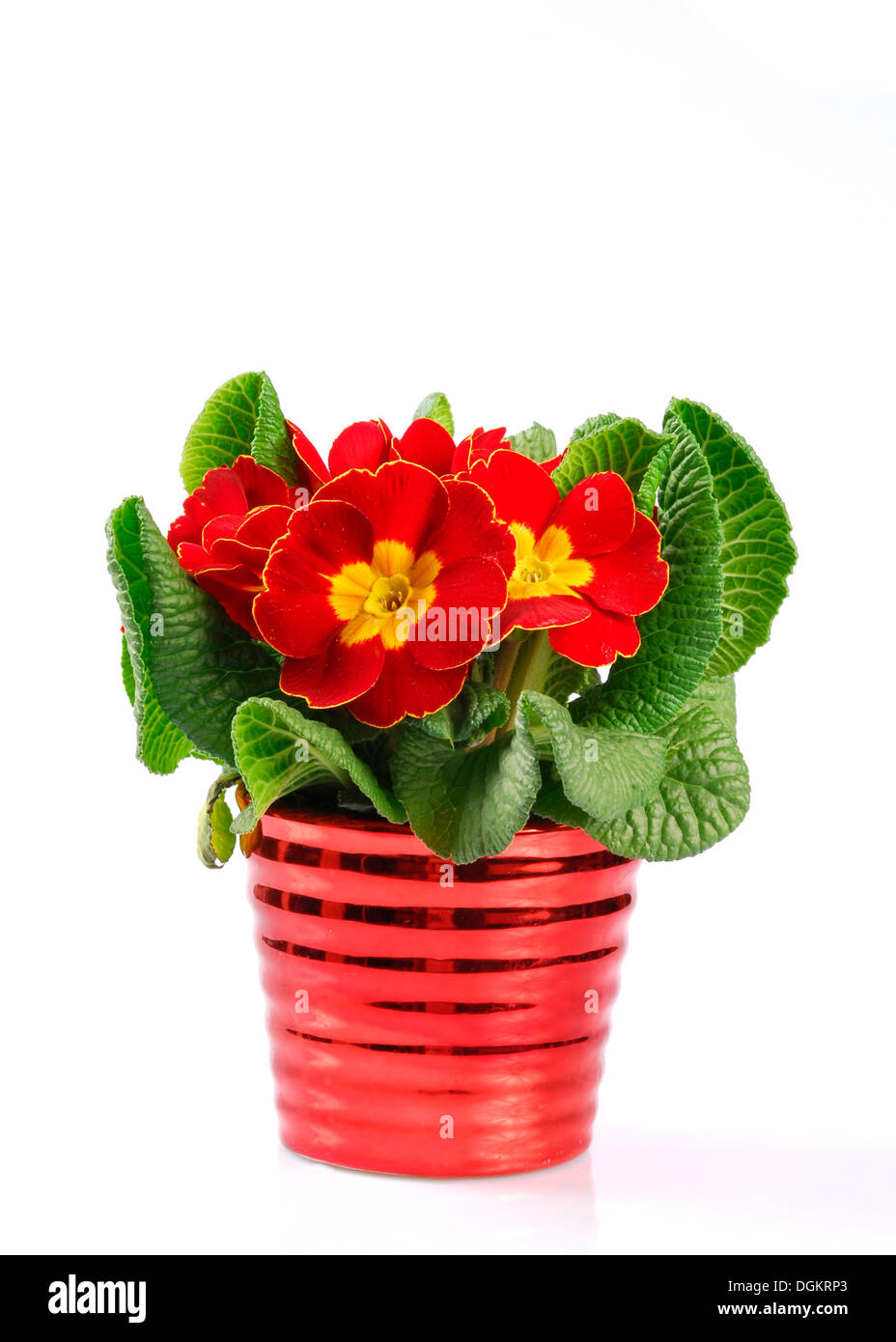 Primrose varieties hi-res stock photography and images - Alamy