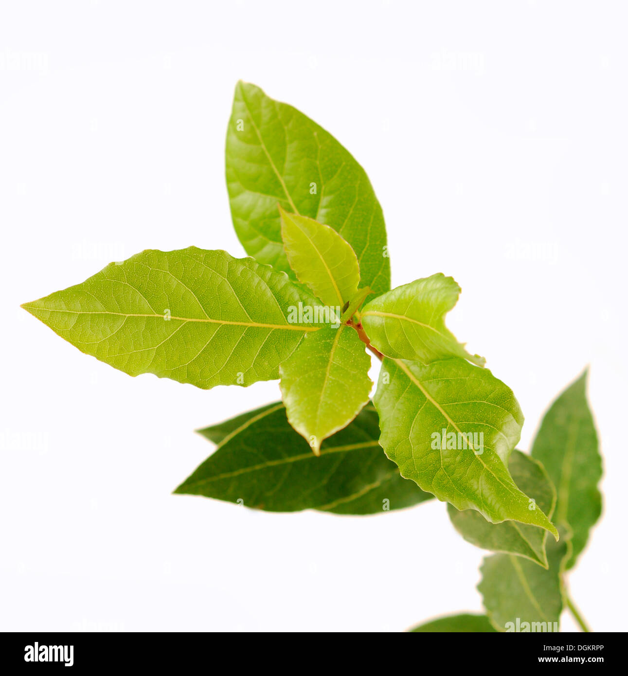 Laurel (Laurus nobilis Stock Photo - Alamy