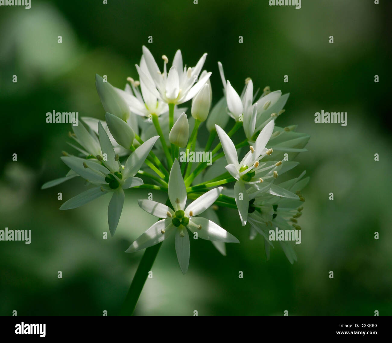 Wild garlic or Ramsons (Allium ursinum), flower Stock Photo - Alamy