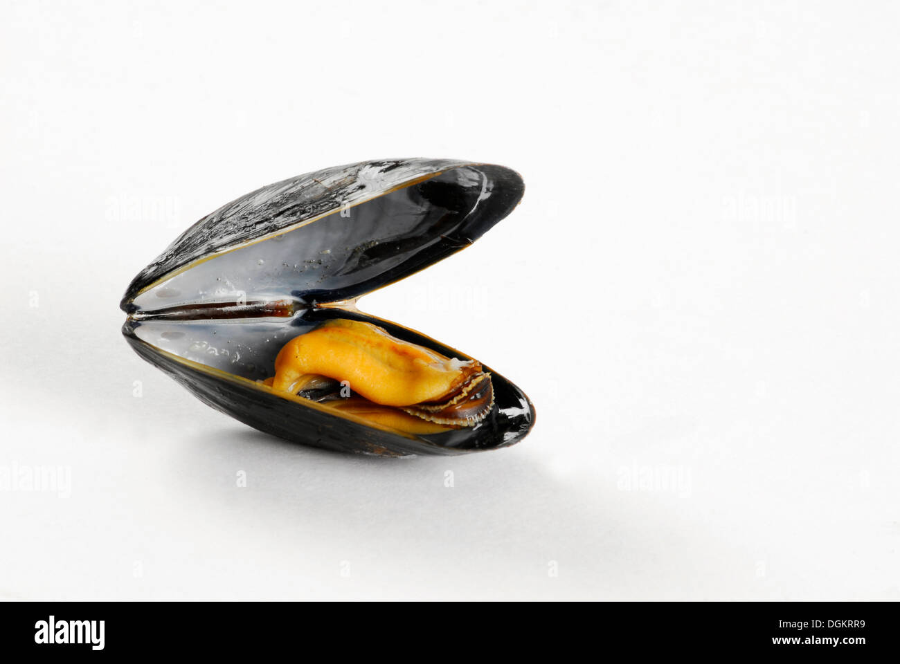 Inside mussel shell hi-res stock photography and images - Alamy