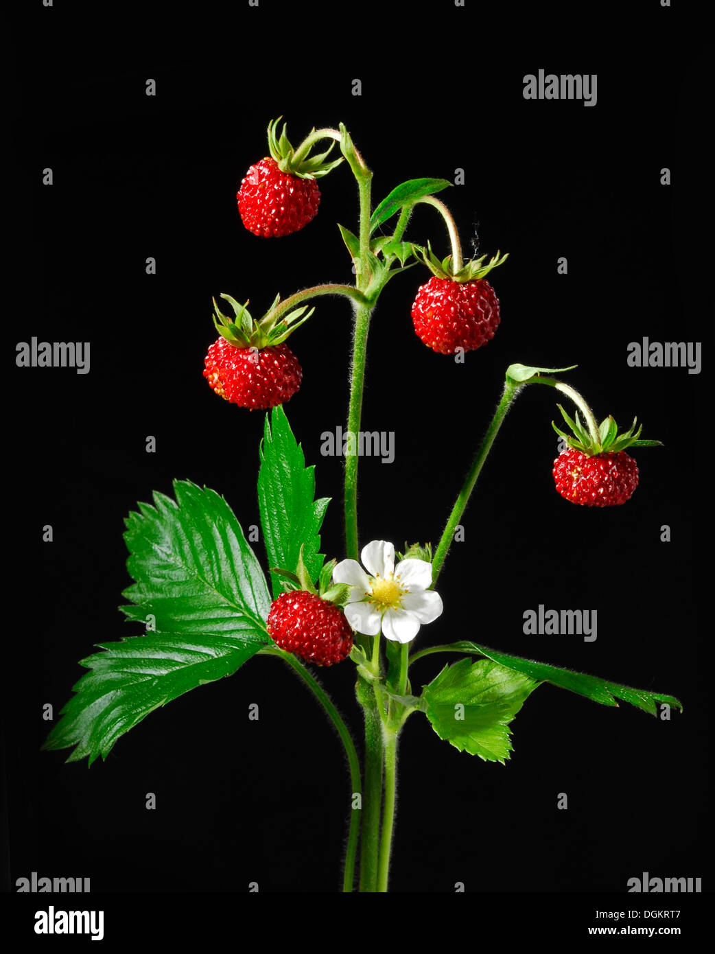 Fragaria vesca hi-res stock photography and images - Alamy
