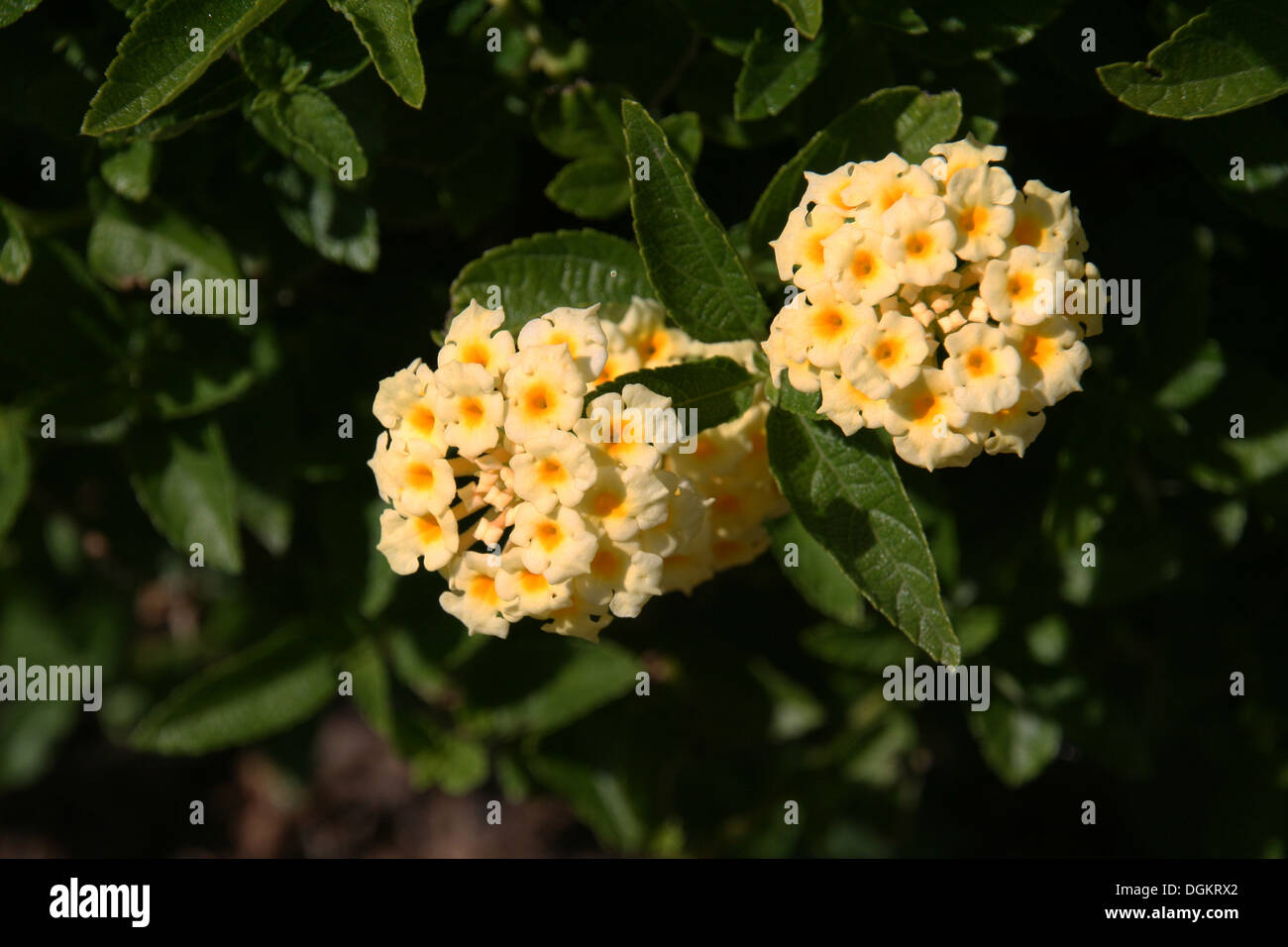 Clusters of dozens of small yellow flowers hi-res stock photography and ...