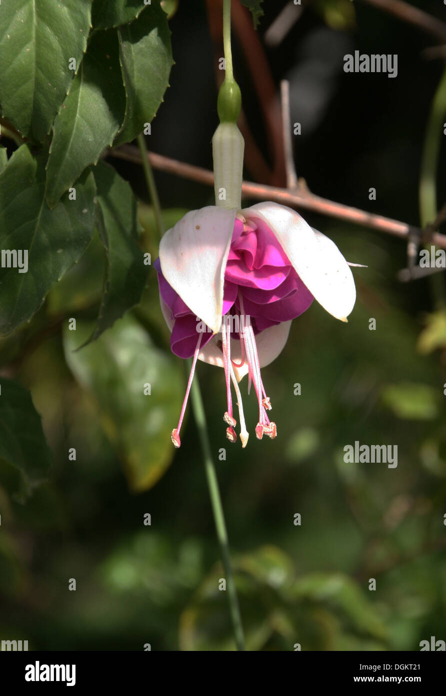 Native fuchsia flower hi-res stock photography and images - Alamy