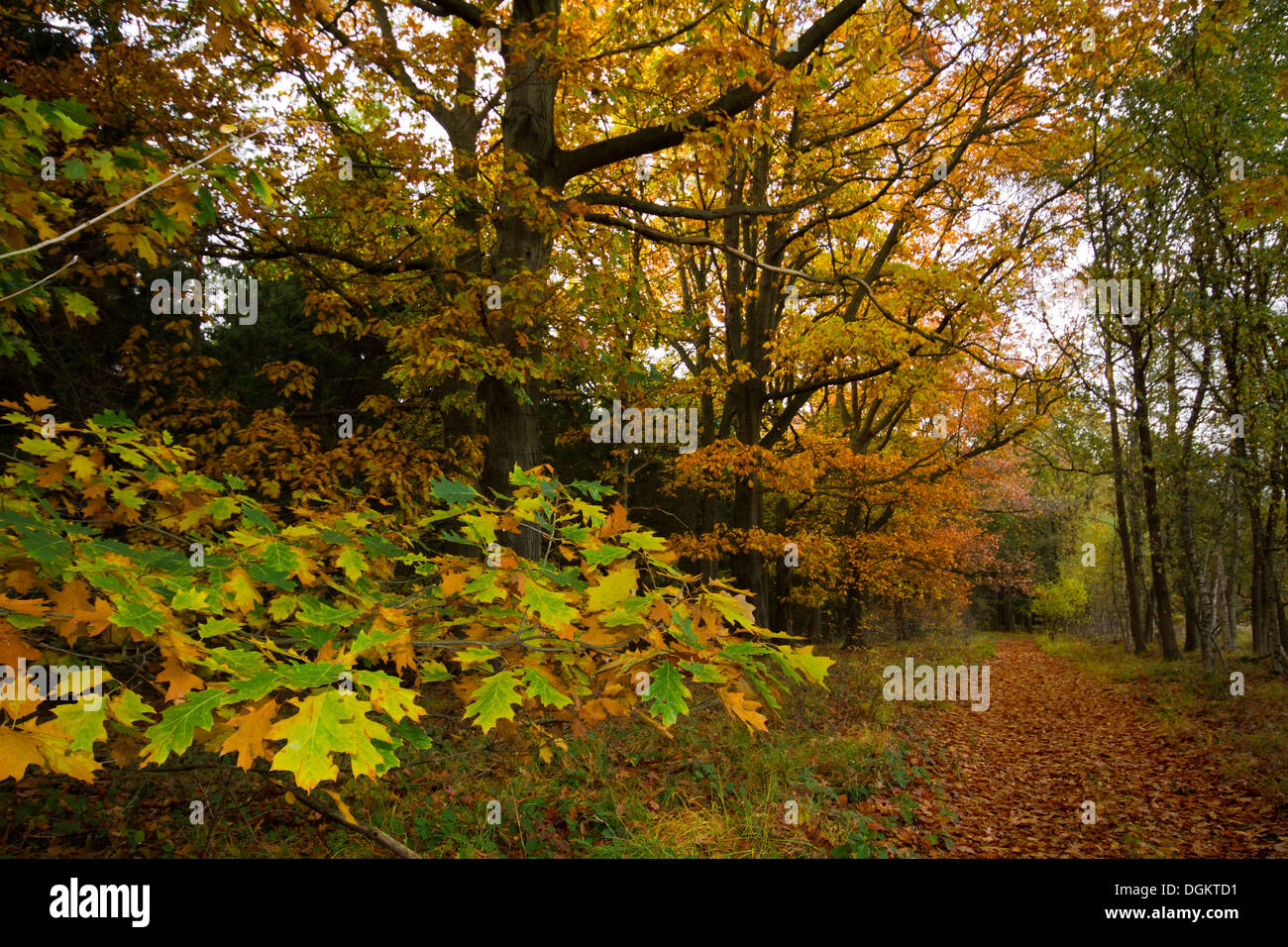 Northern red oaks in autumn colors along a footpath Stock Photo - Alamy