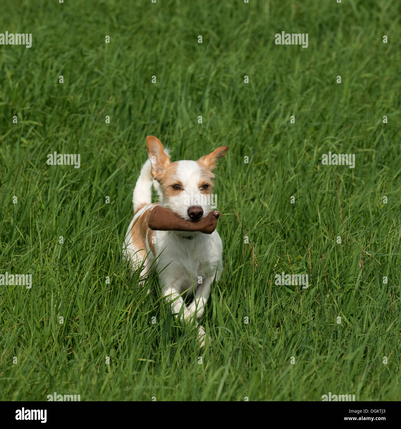 Running a game hi-res stock photography and images - Alamy