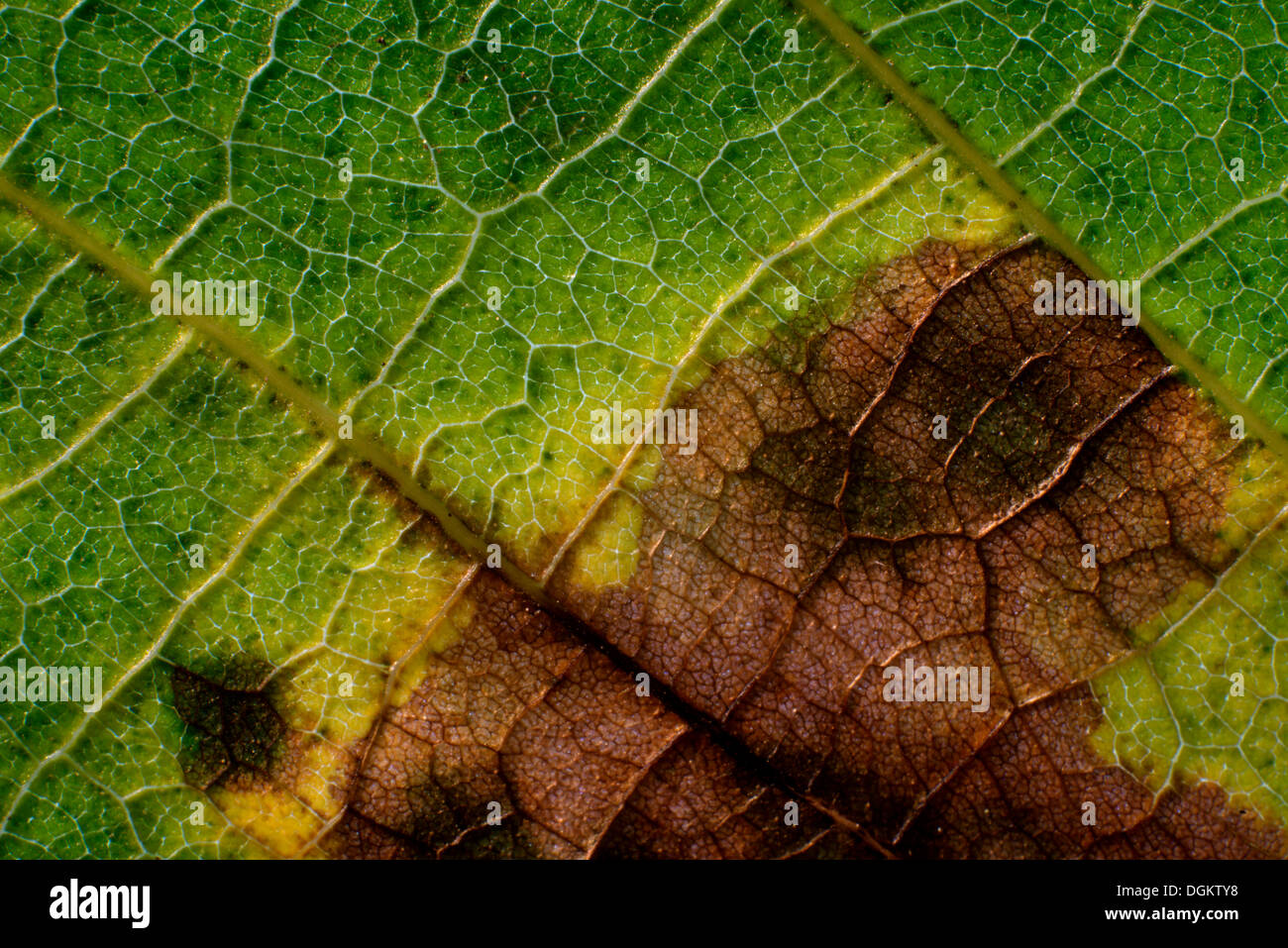 Discoloration hi-res stock photography and images - Alamy
