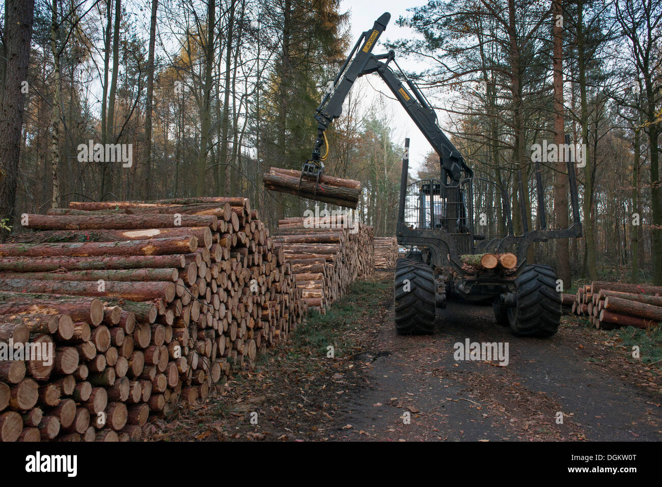 Forestry forwarder harvesting timber, loading stacked logs, Bonn ...