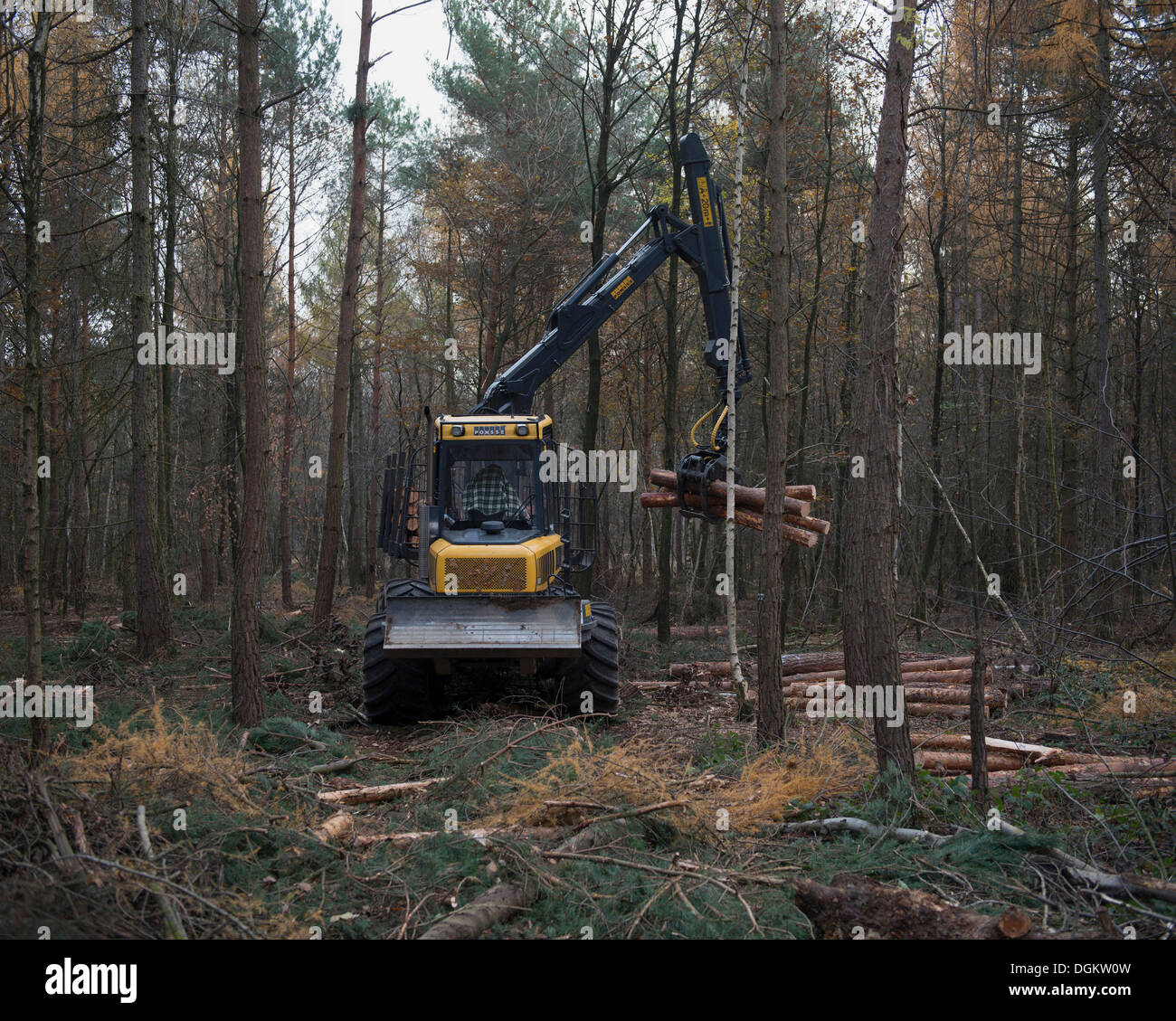 Forestry forwarder harvesting timber, working in a rough forest, Bonn ...