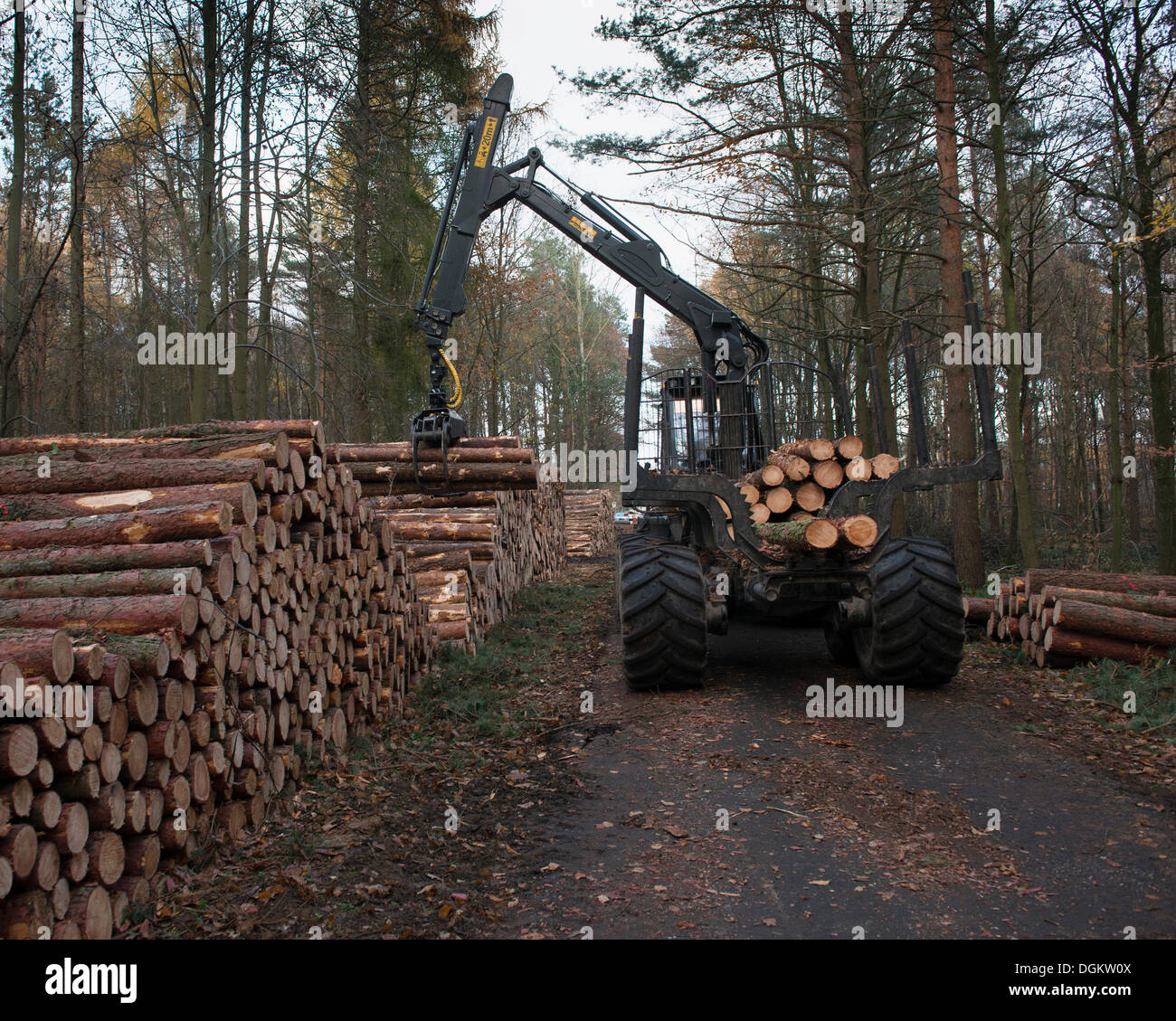 Forestry forwarder harvesting timber, loading stacked logs, Bonn ...