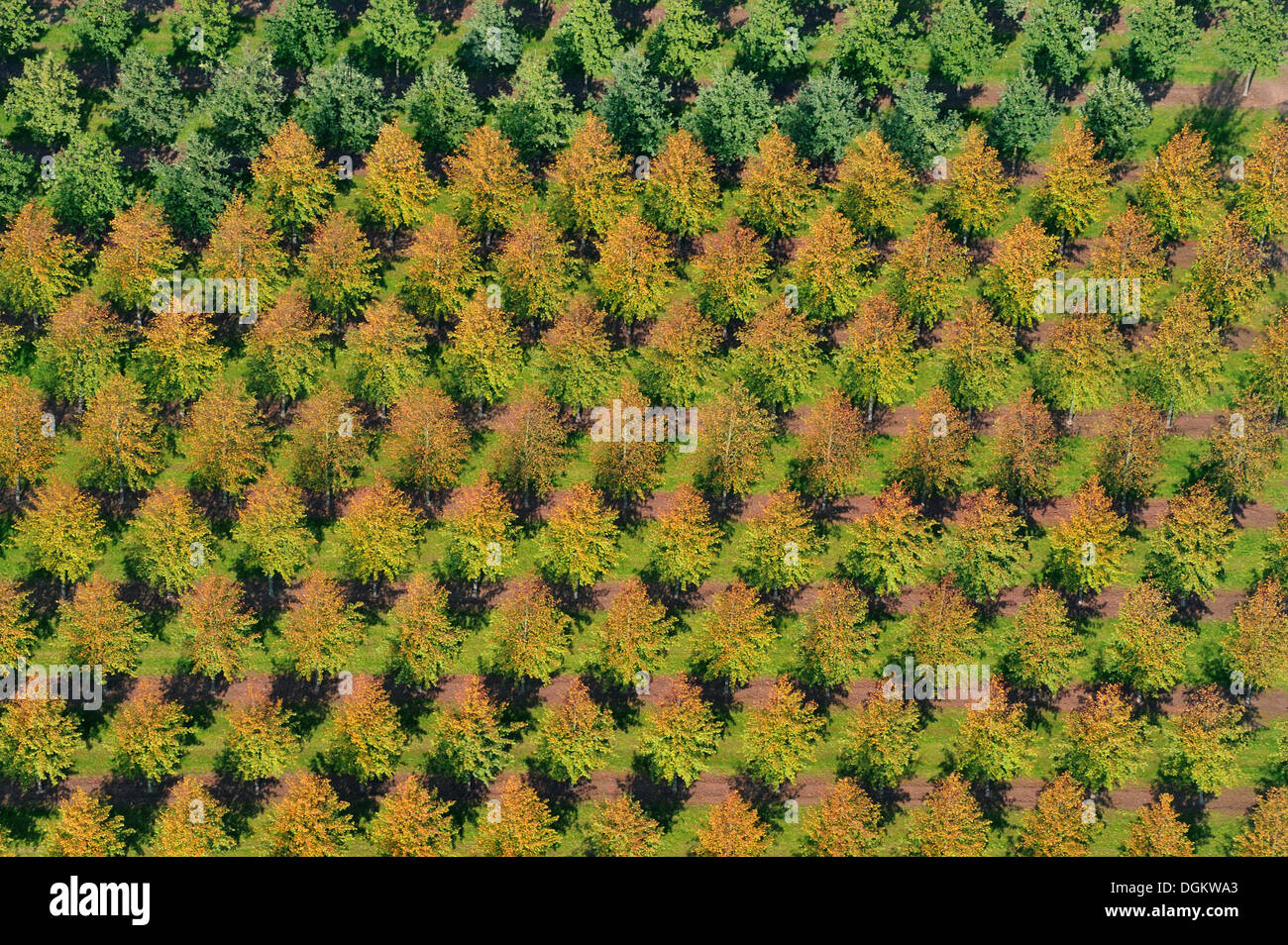 Aerial view tree nursery hi-res stock photography and images - Alamy