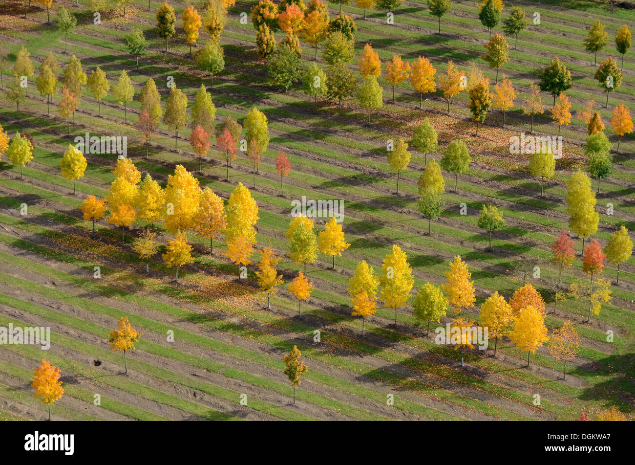 Aerial view tree nursery hi-res stock photography and images - Alamy