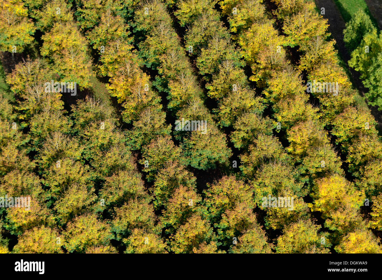 Aerial view tree nursery hi-res stock photography and images - Alamy