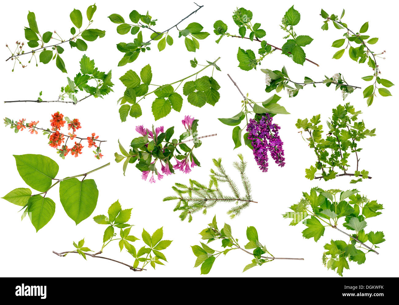 Spring green various European plants branches isolated big set Stock ...