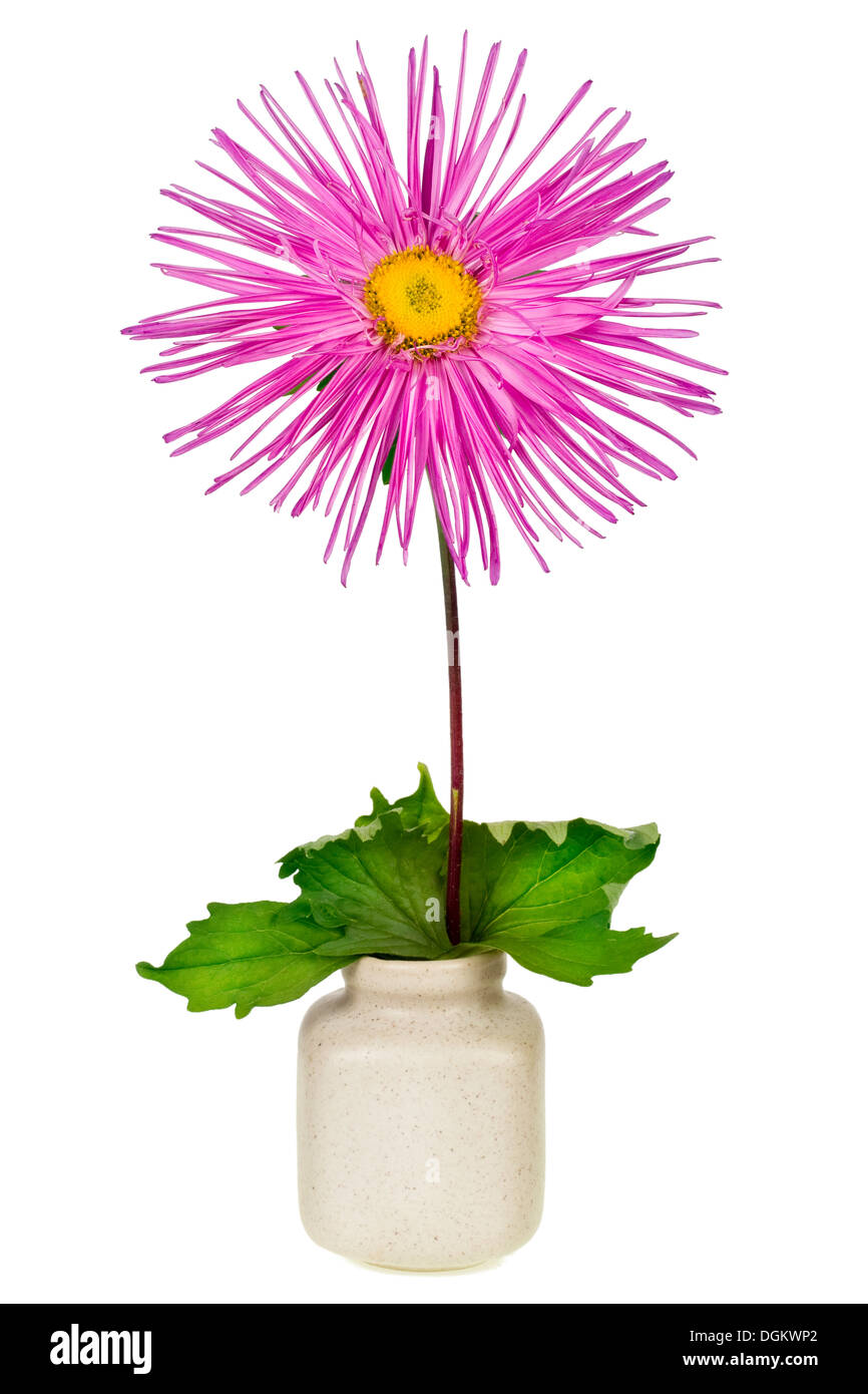 Aster L High Resolution Stock Photography and Images - Alamy