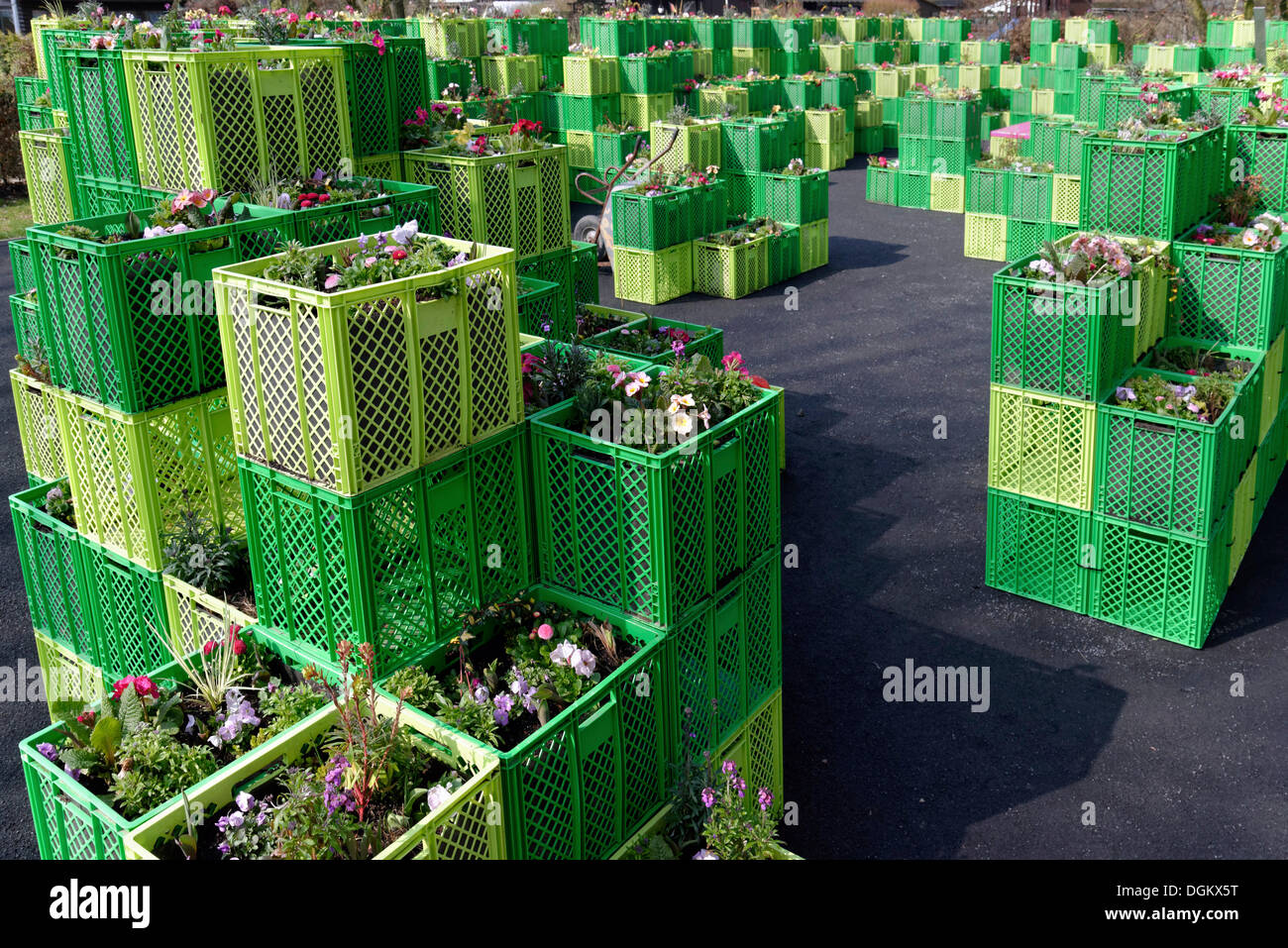 Plants in green boxes for the IGS Hamburg, International Garden Show ...