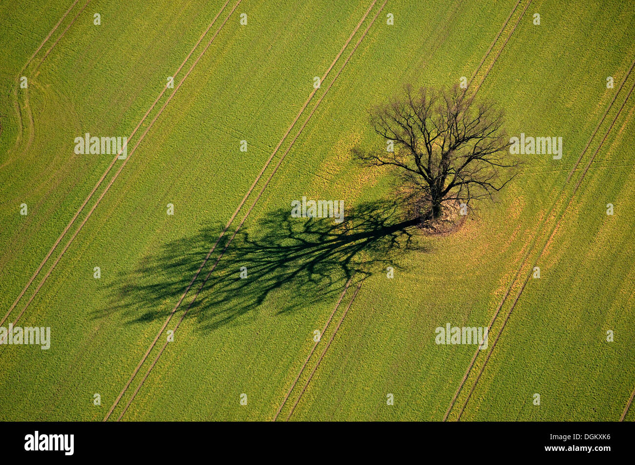Aerial view of an oak tree in a field of hi-res stock photography and ...