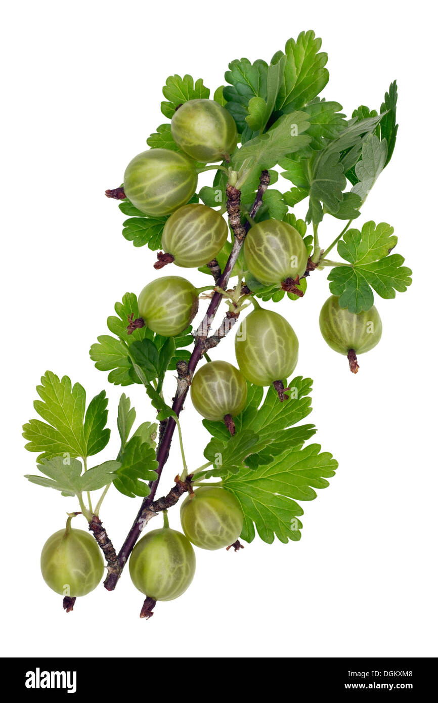 Green real wild forest berries on branch isolated Stock Photo - Alamy