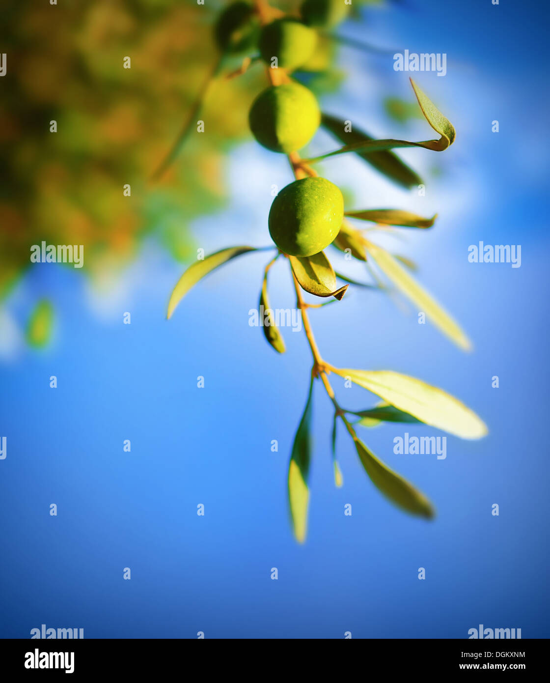 Fresh green olive tree branch on blue clear sky background, autumn ...