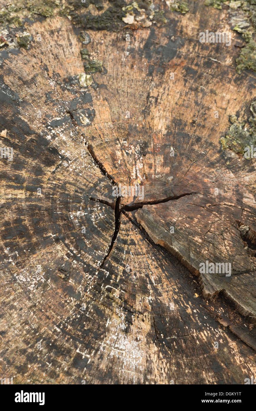 Tree ring analysis hi-res stock photography and images - Alamy