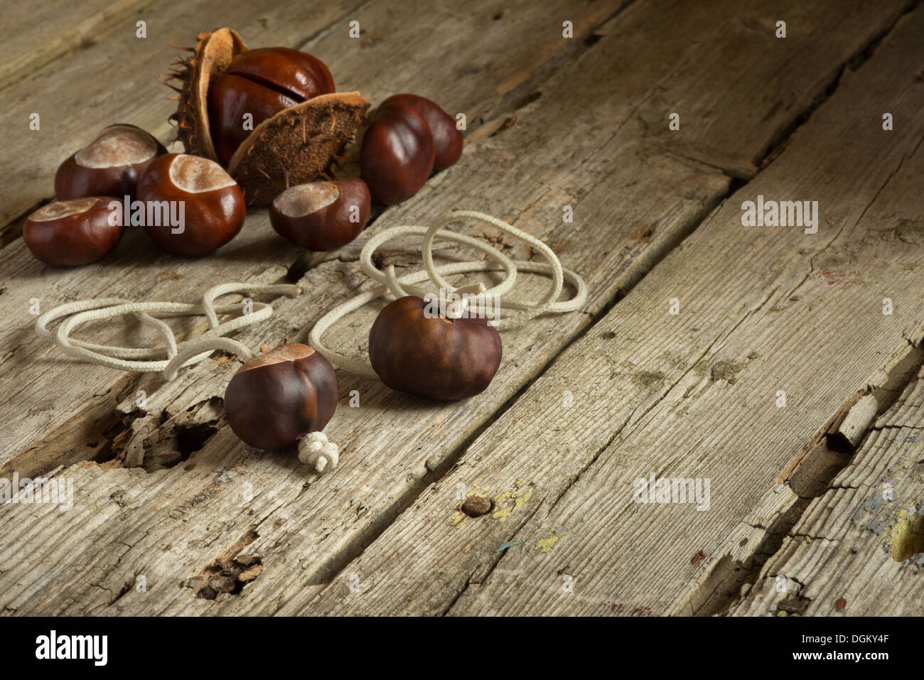 Preparation and anticipation ready for a game of conkers with two ...