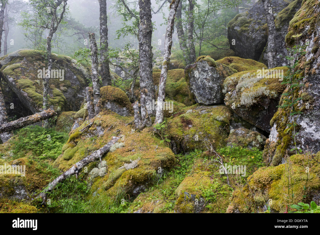 Moss rocks trees hi-res stock photography and images - Alamy
