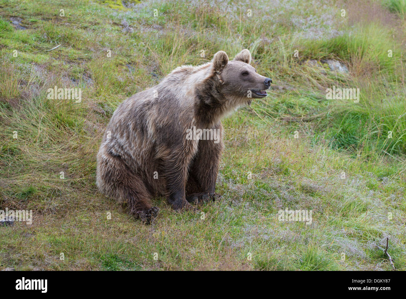 Single bear catching hi-res stock photography and images - Alamy