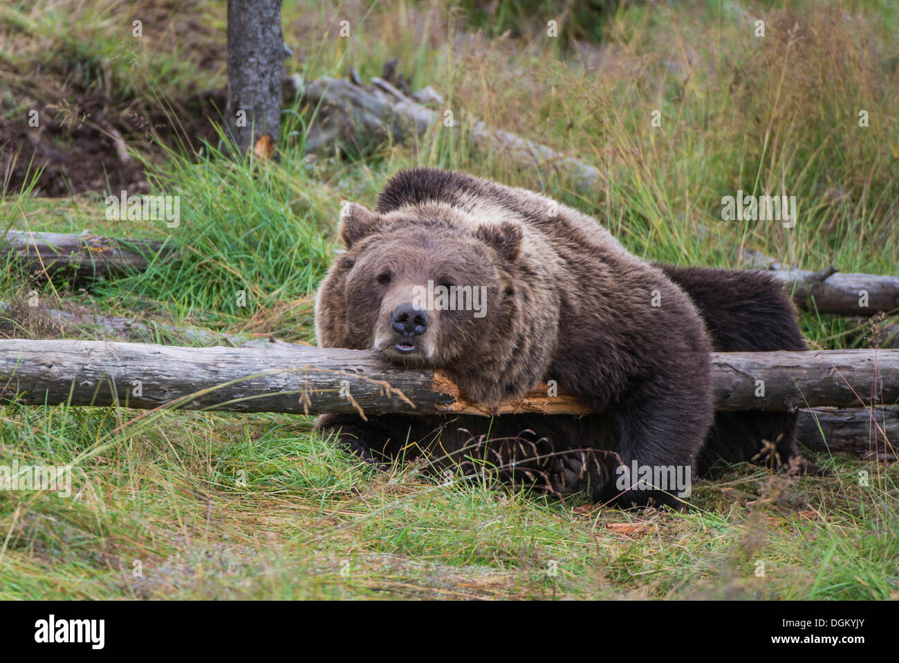 Bear lie on a tree hi-res stock photography and images - Alamy