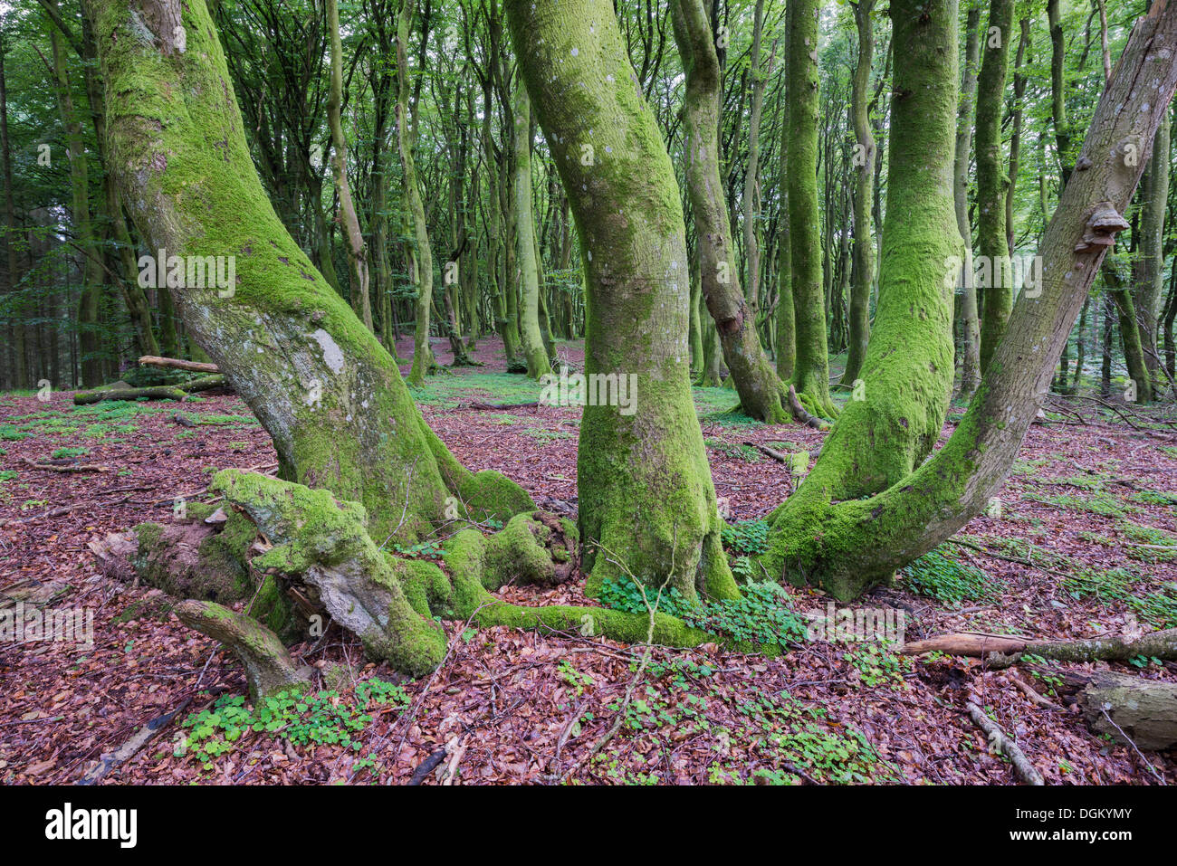 European Beech (Fagus sylvatica), moss-covered forest region of Rold ...