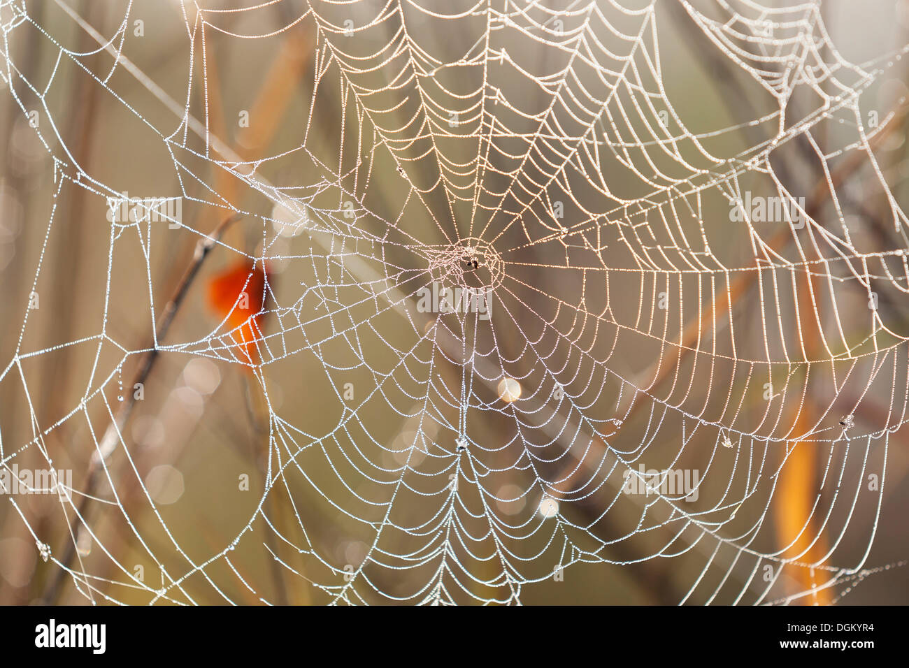 Germany/Brandenburg/Casel, water drops are hanging on a cobweb on a ...