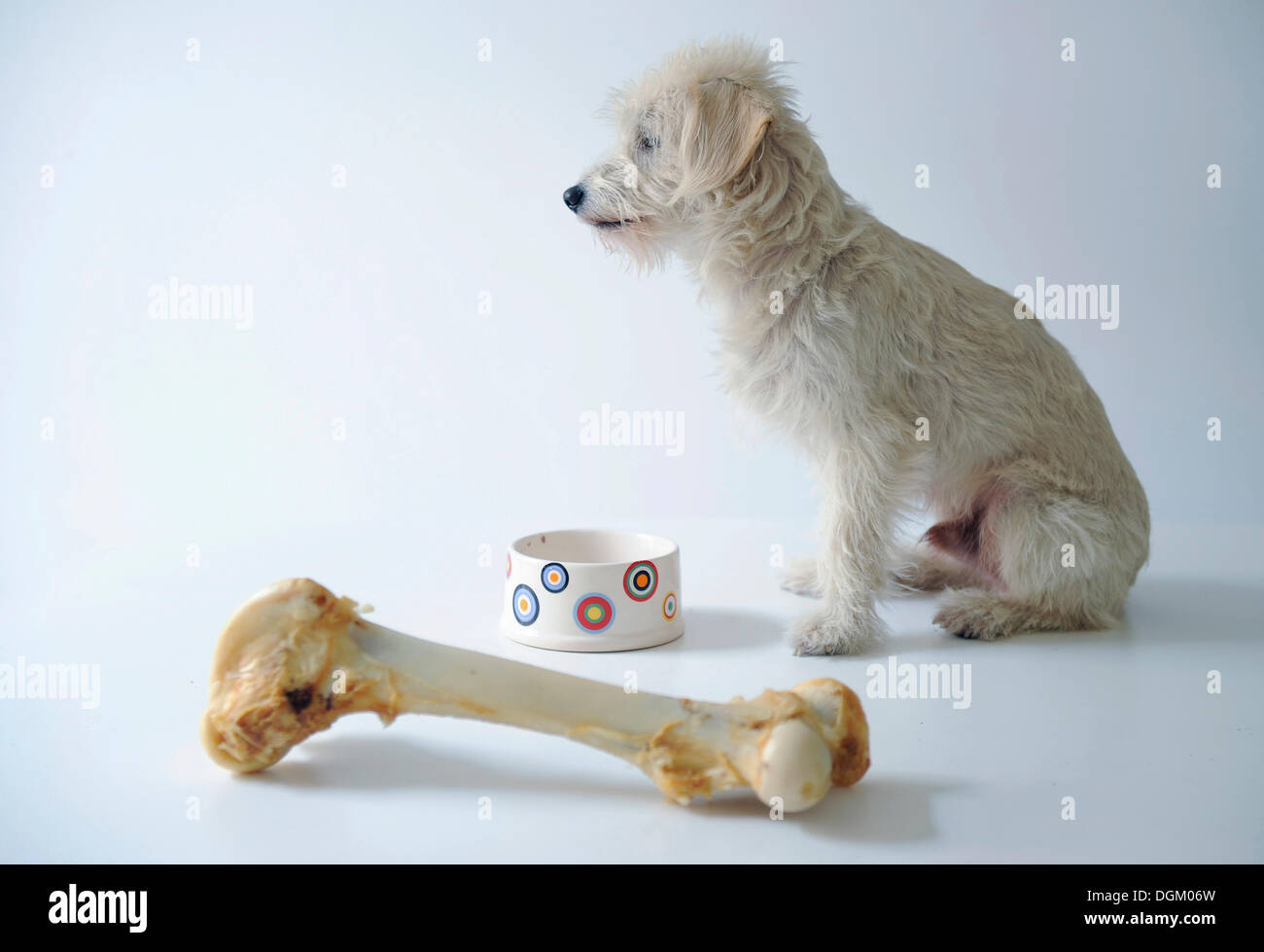 Terrier mix beside a bowl and a large dog bone Stock Photo - Alamy