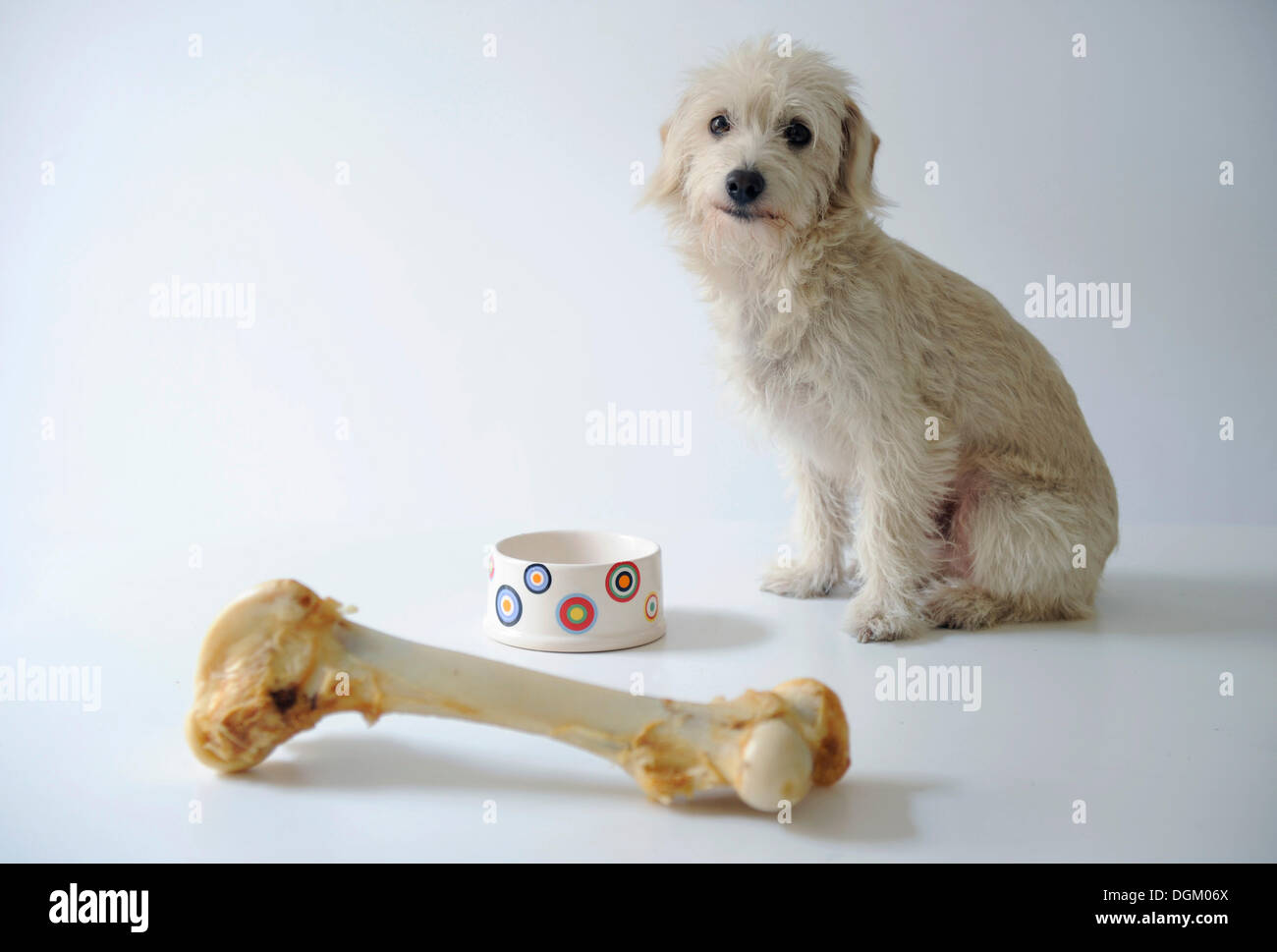 Large Dog Bone High Resolution Stock Photography and Images - Alamy