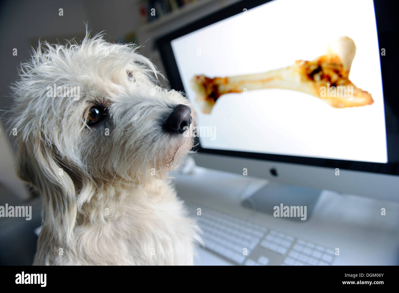 Dog computer screen hi-res stock photography and images - Alamy