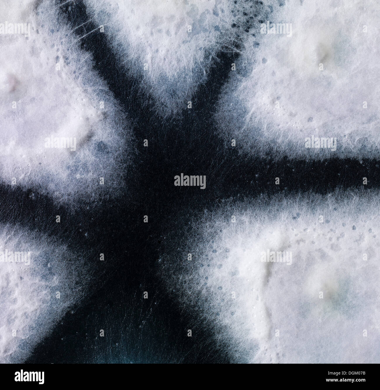 Mould, known as isolate, cultured in the laboratory for research ...