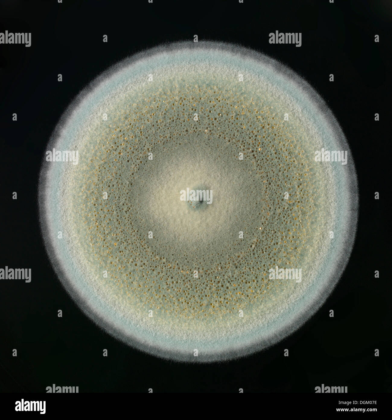 Mould, known as isolate, cultured in the laboratory for research ...