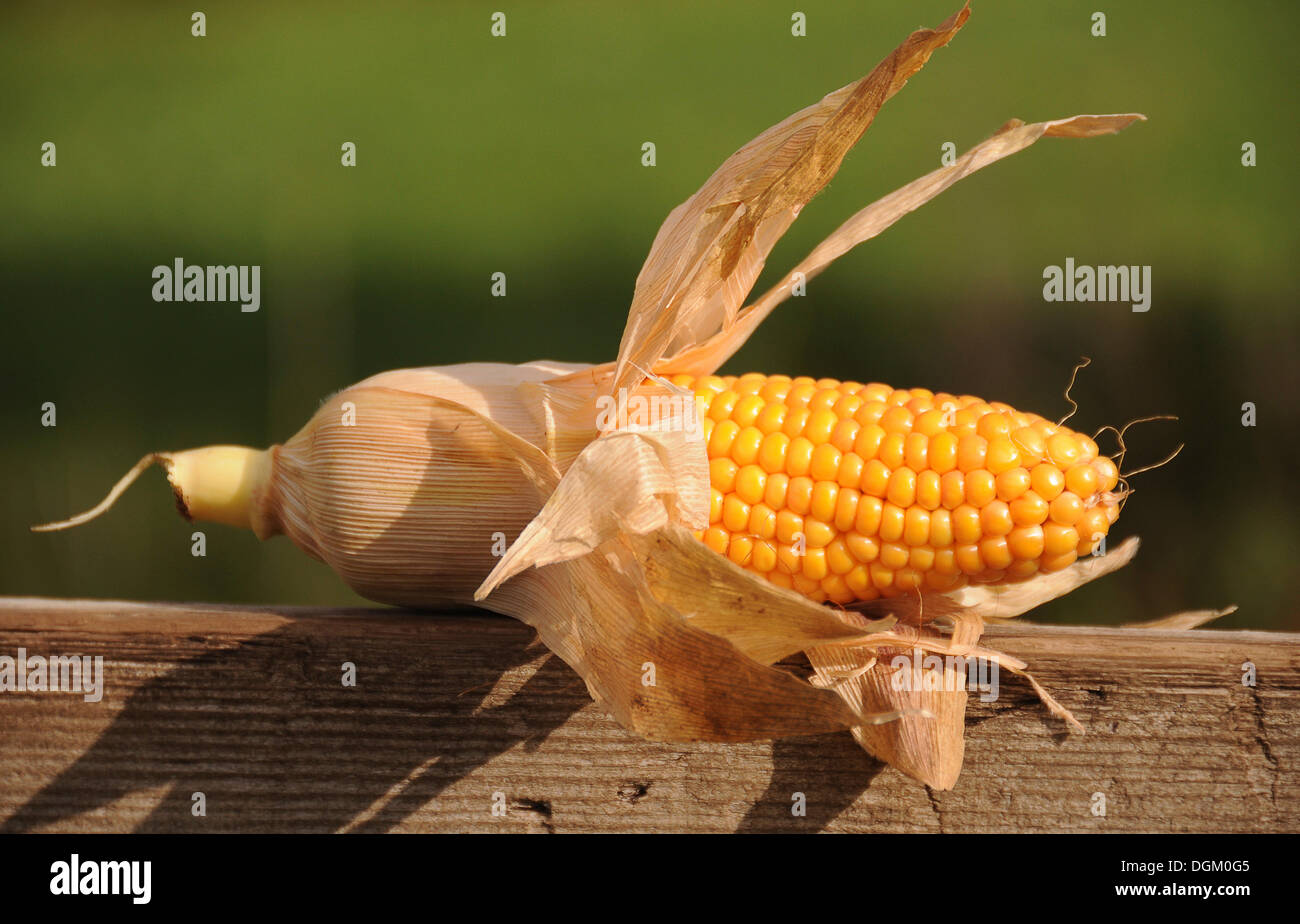 Corn cob, maize, corn (Zea mays Stock Photo - Alamy