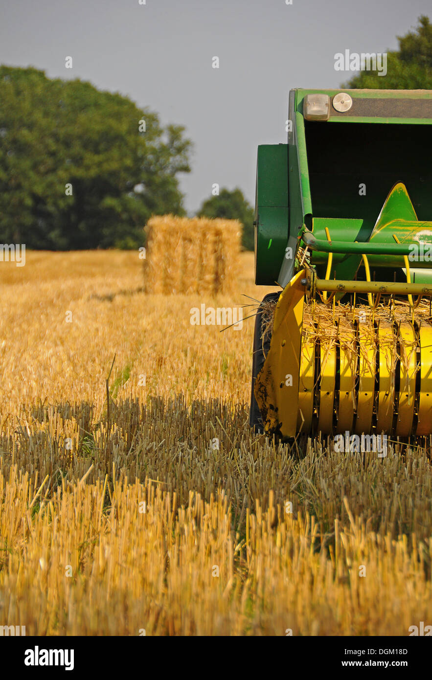 Combine harvester, corn field, stubble field, Tangstedt, Schleswig ...