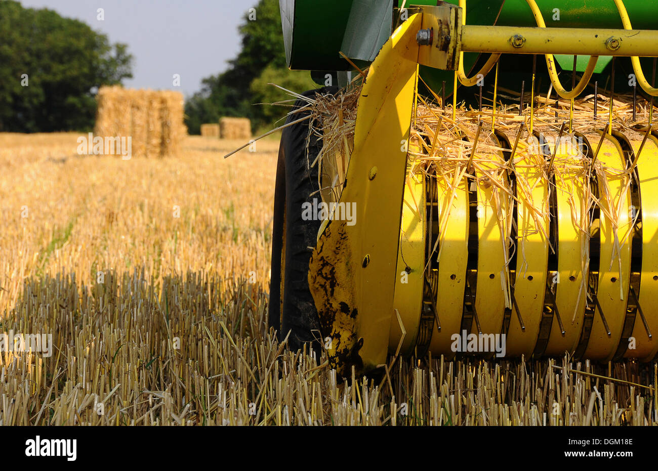Combine harvester, corn field, stubble field, Tangstedt, Schleswig ...