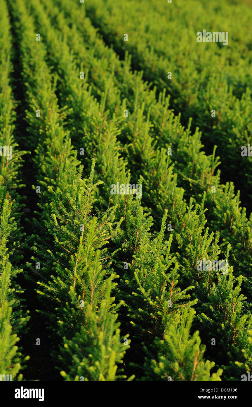 Silver fir abies alba hi-res stock photography and images - Alamy
