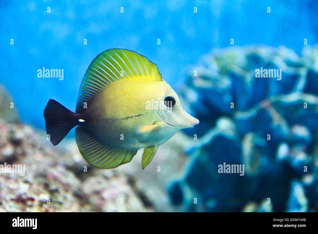 Aquarium fish photo hi-res stock photography and images - Alamy