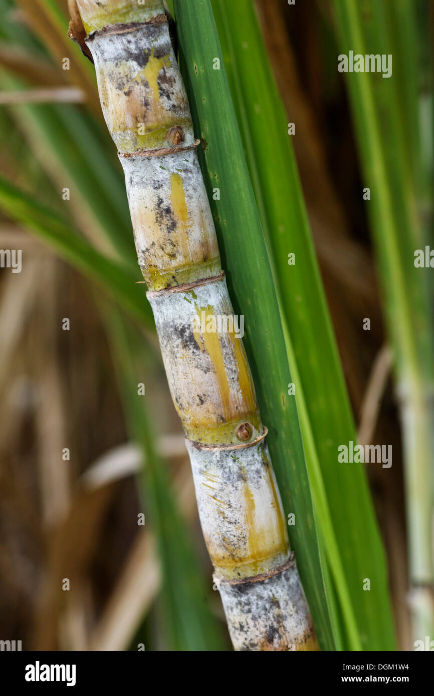 Sugar cane, Guadeloupe, Caribbean, Lesser Antilles Stock Photo - Alamy